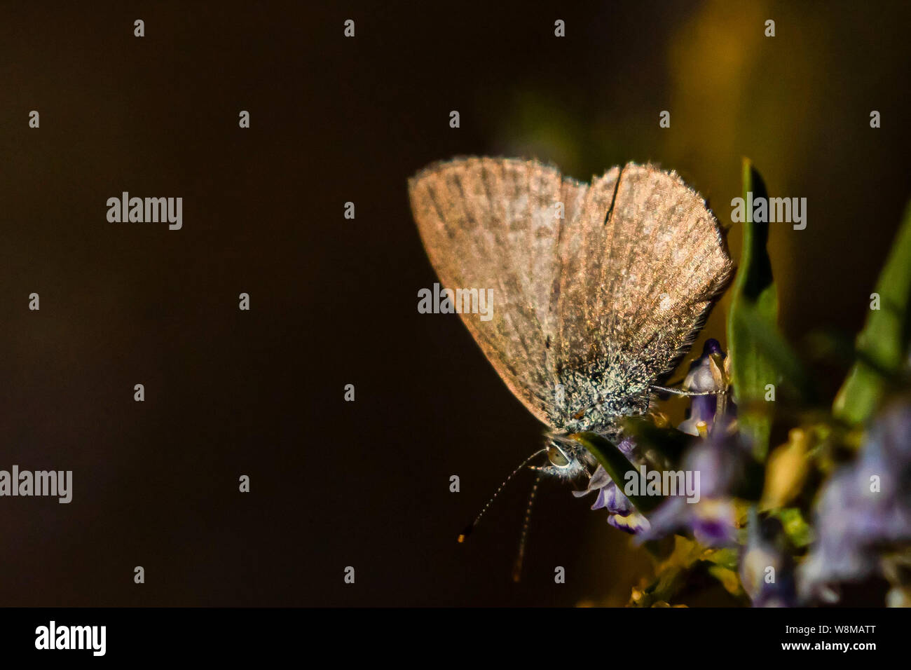 Common Grass-blue Butterfly (Zizina labradus Stock Photo - Alamy