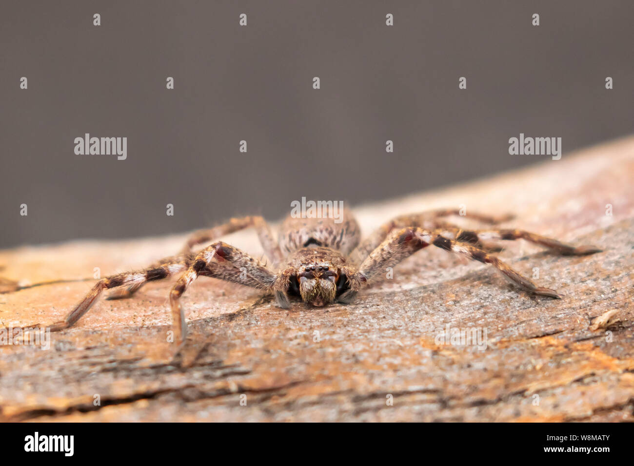 Giant huntsman spider hi-res stock photography and images - Alamy