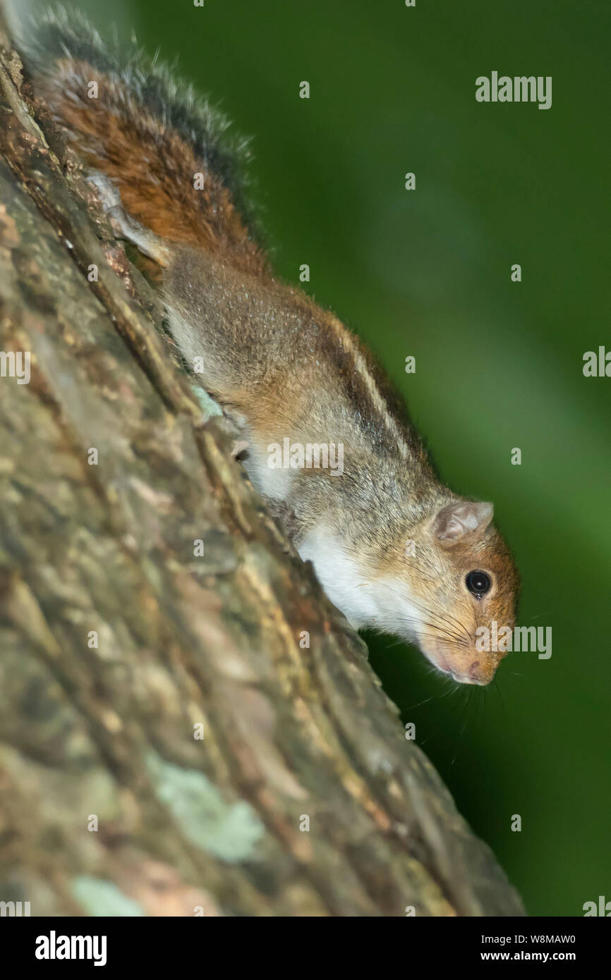 ndian Palm Squirrel (Funambulus palmarum Stock Photo - Alamy
