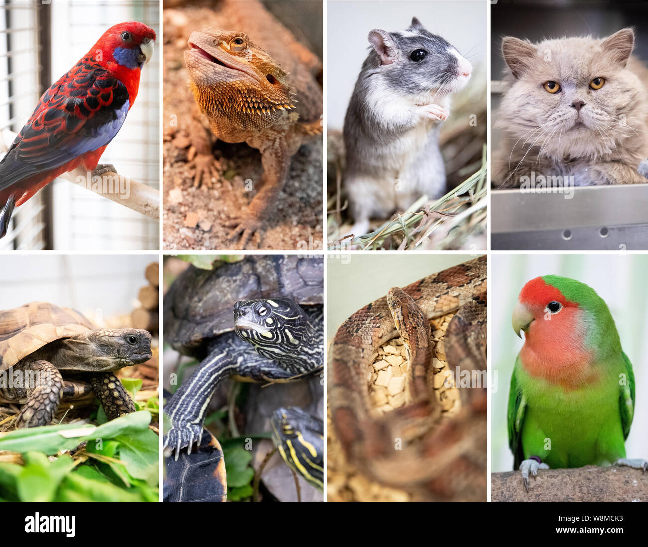 Chinese dragon turtle hi-res stock photography and images - Alamy