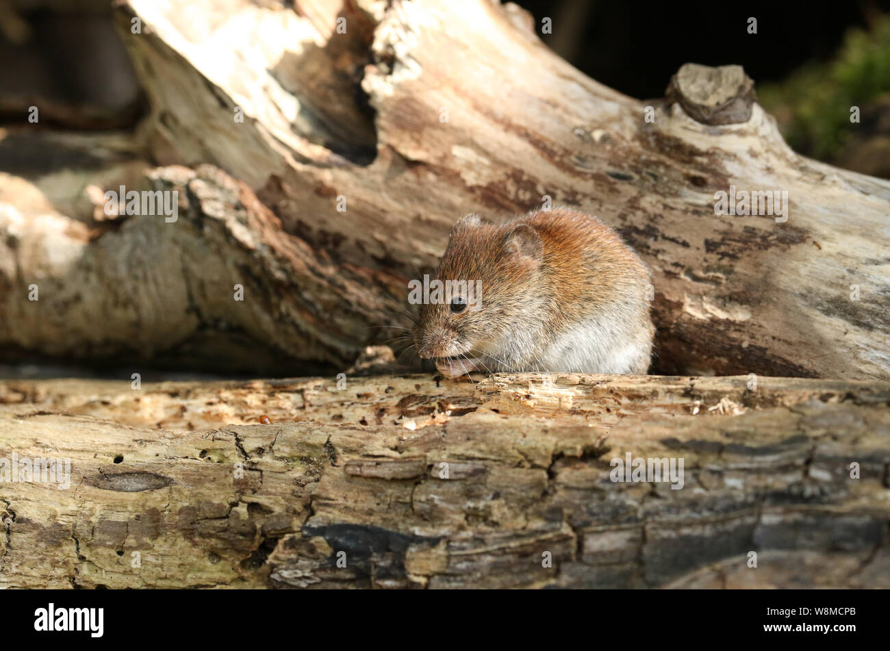A cute wild Bank Vole, Myodes glareolus eating a nut sitting on a log ...