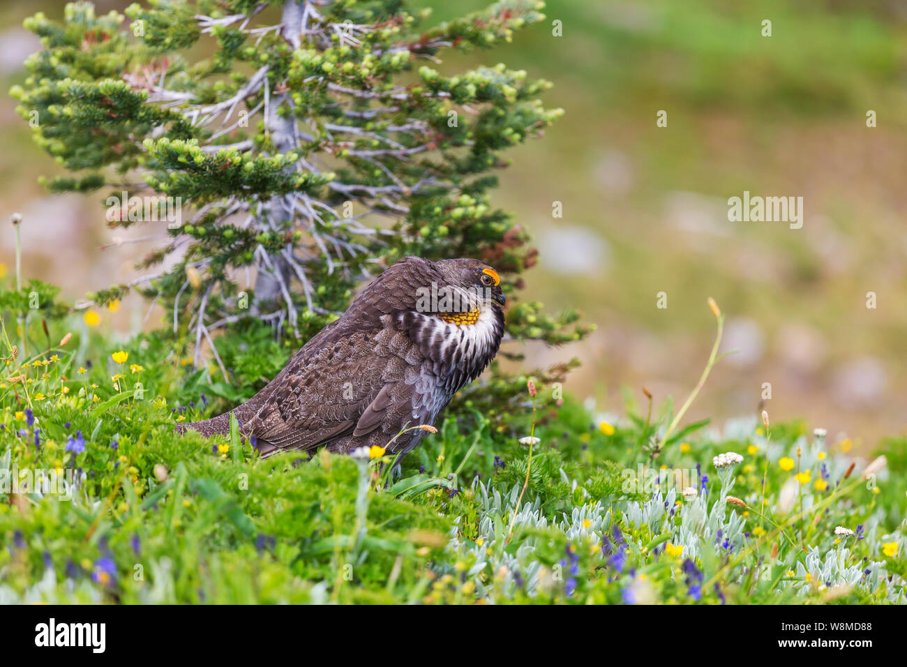 Blue Grouse displaying colors during mating season on a hillside ...