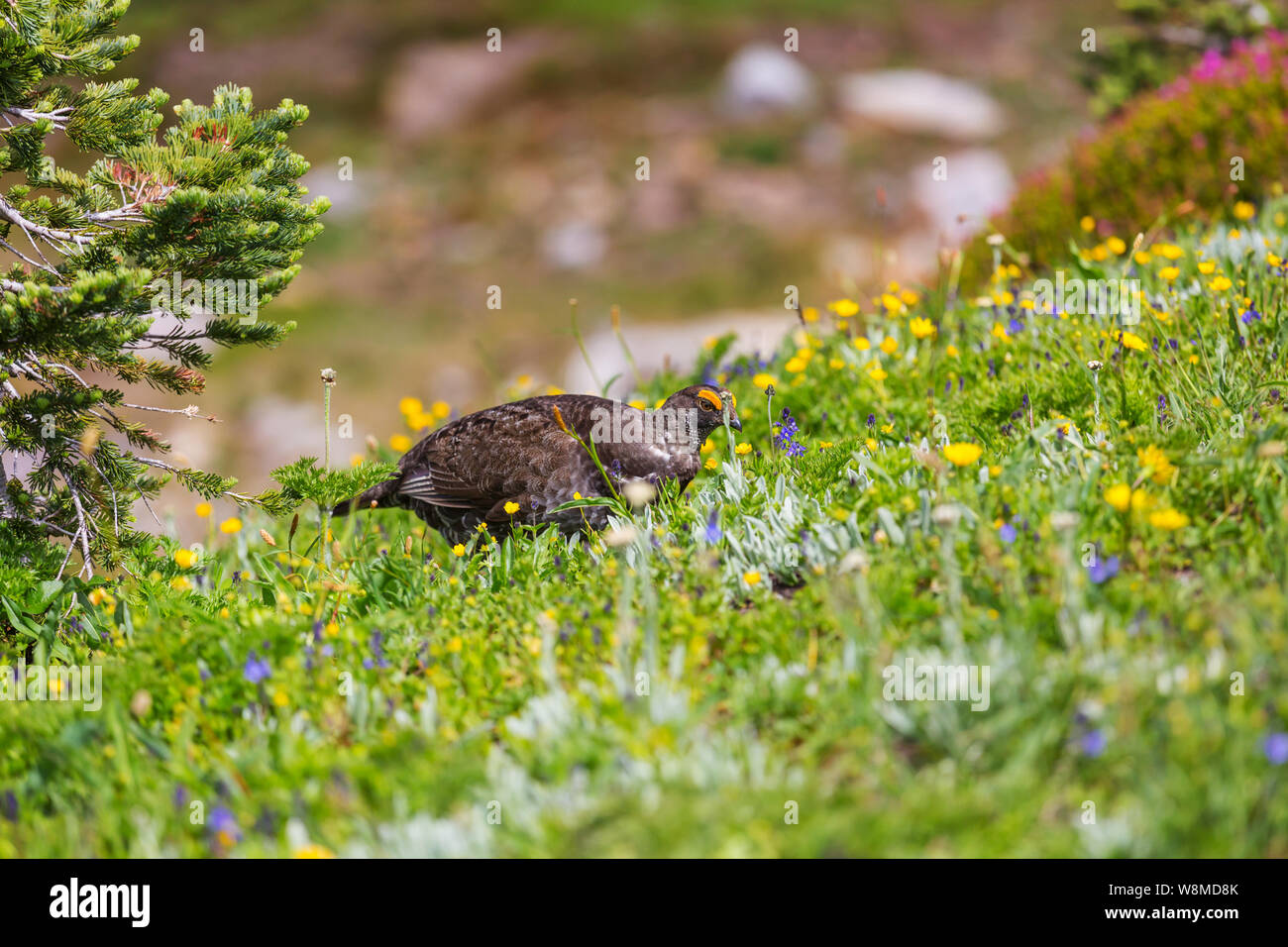 Blue Grouse displaying colors during mating season on a hillside ...