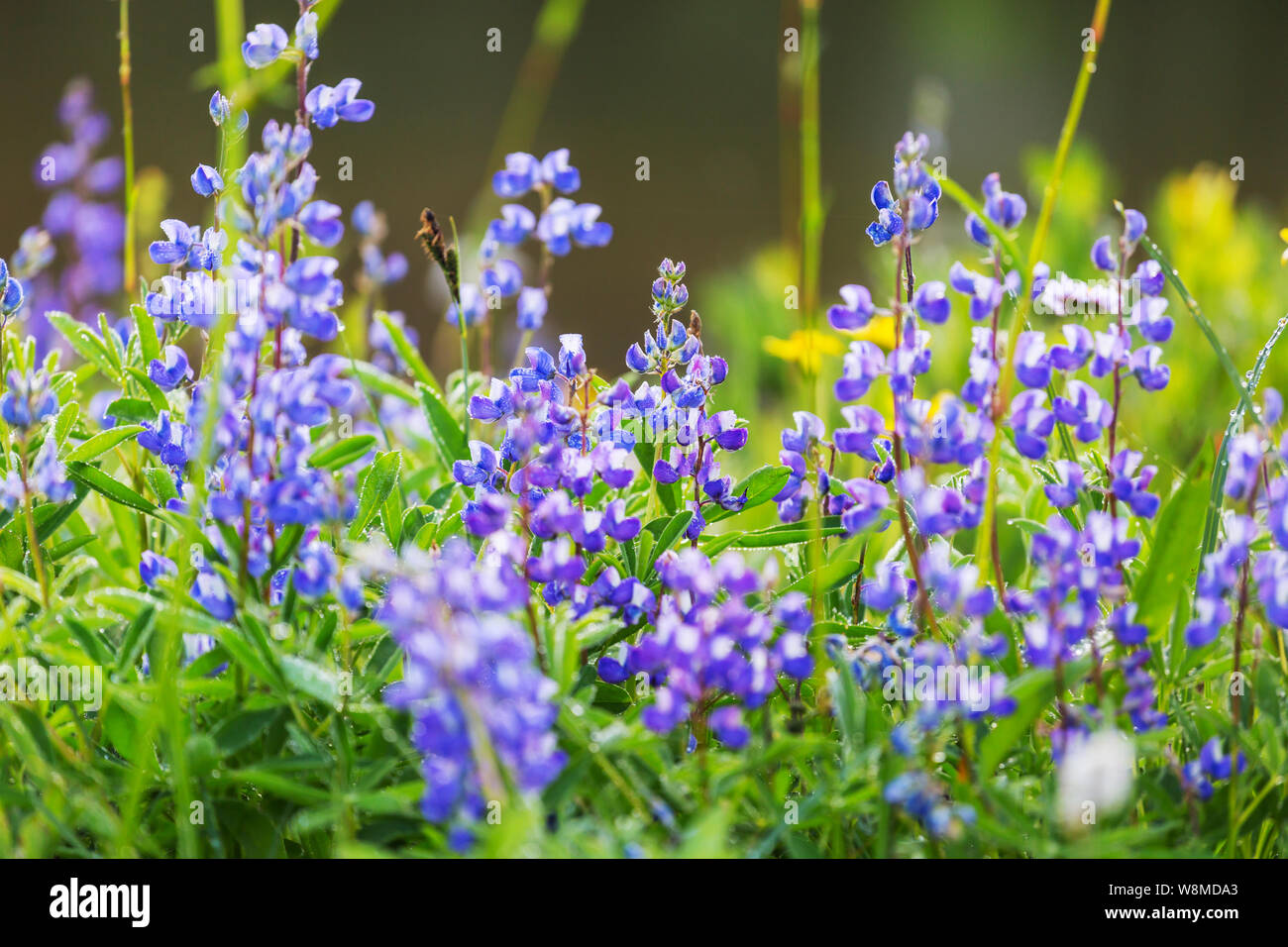 Mountain meadow in sunny day. Natural summer landscape. Mountains in ...