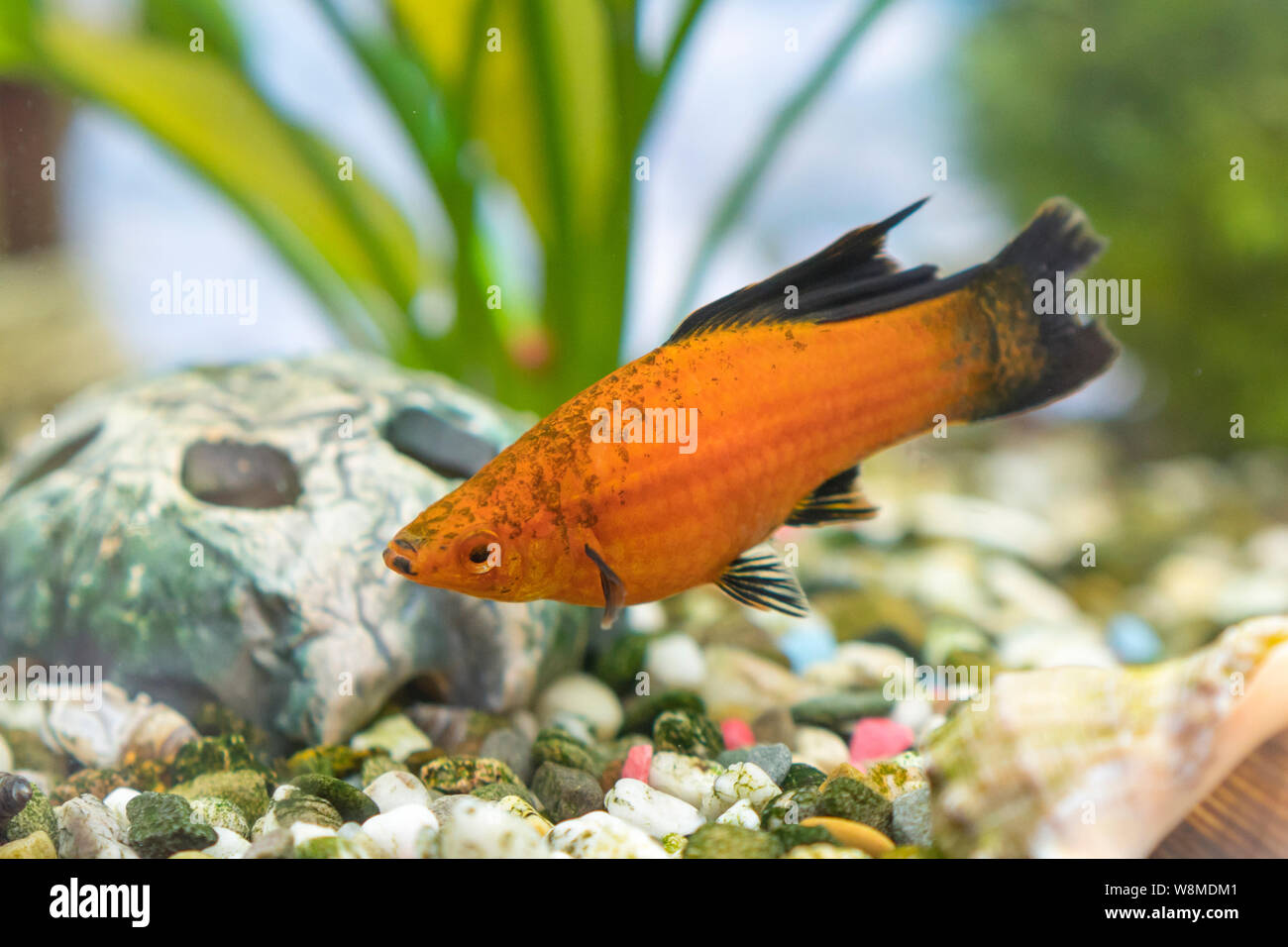 Tropical colorful fishes swimming in aquarium with plants. Goldfish ...