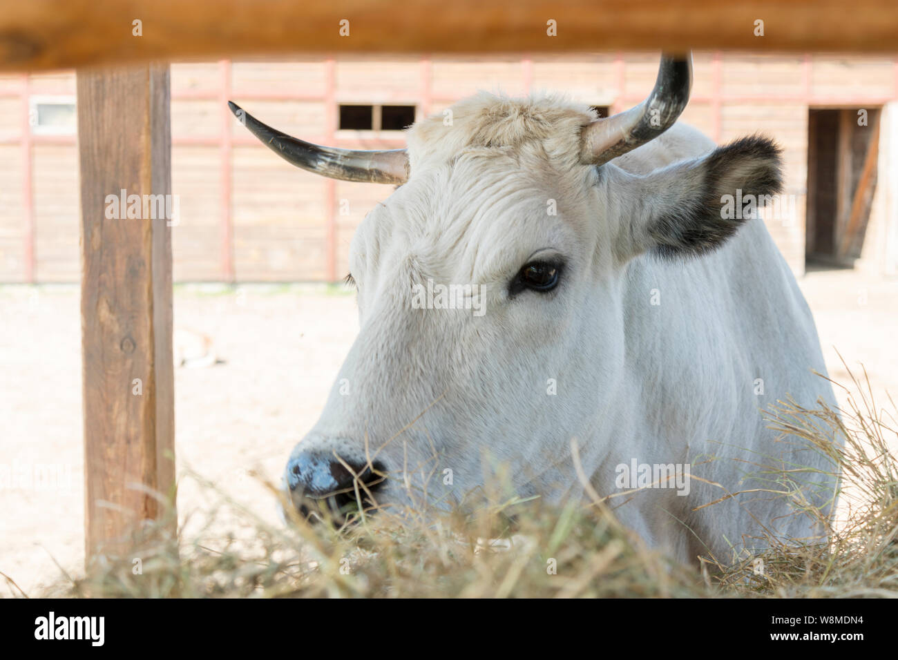 Animals eat hay from feeding hi-res stock photography and images - Alamy