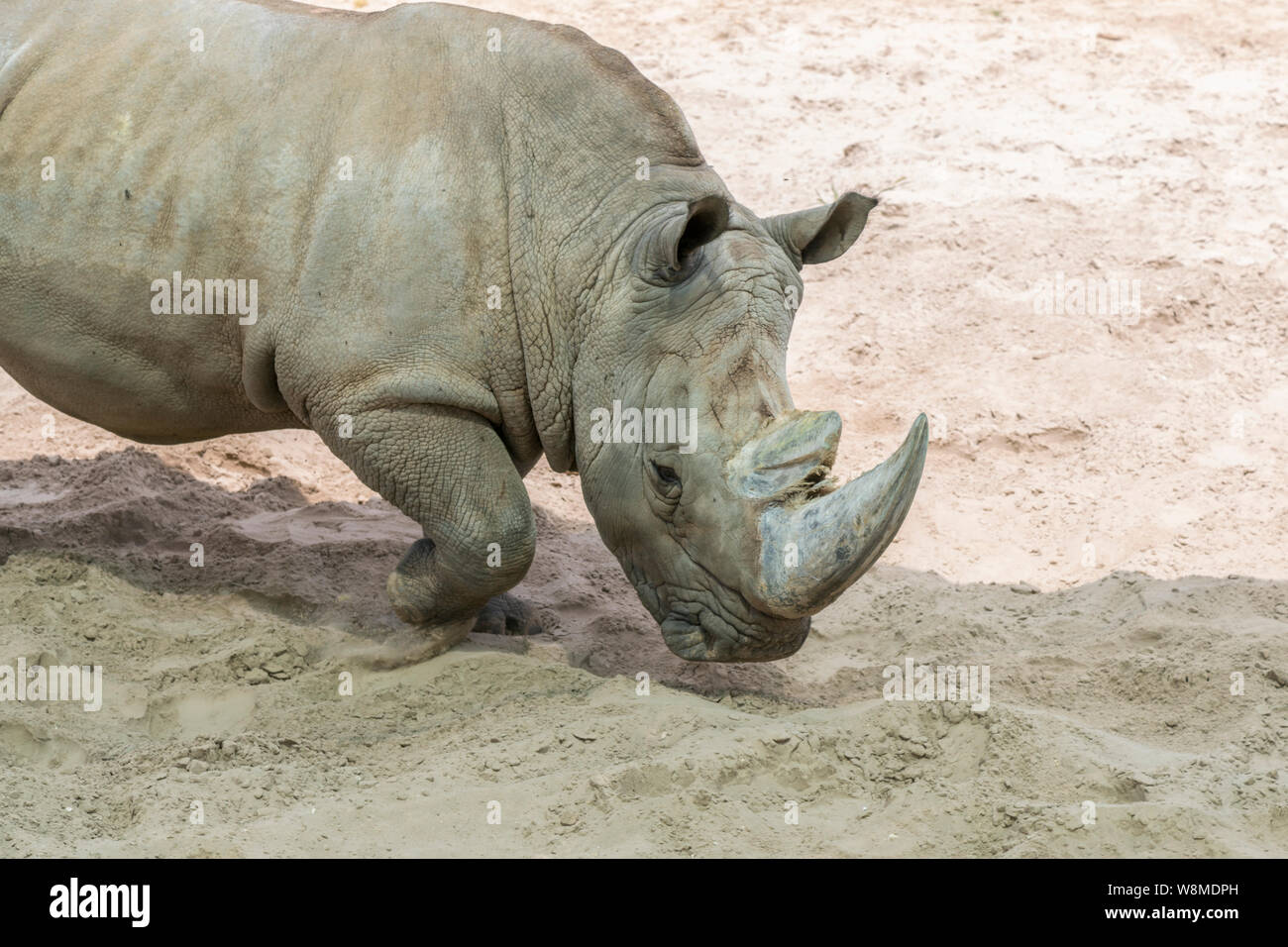 Close up portrait of rhino, profile. Rhino in the dust and clay walks ...