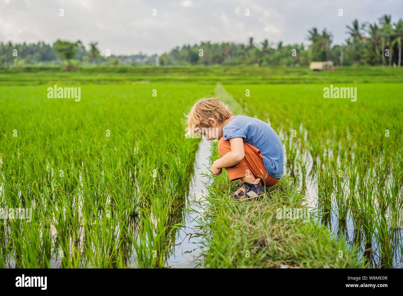 Tourist boy walks in a rice field. Traveling with children concept ...