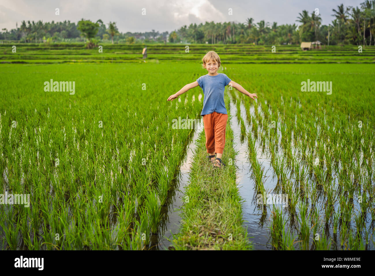 Tourist boy walks in a rice field. Traveling with children concept ...