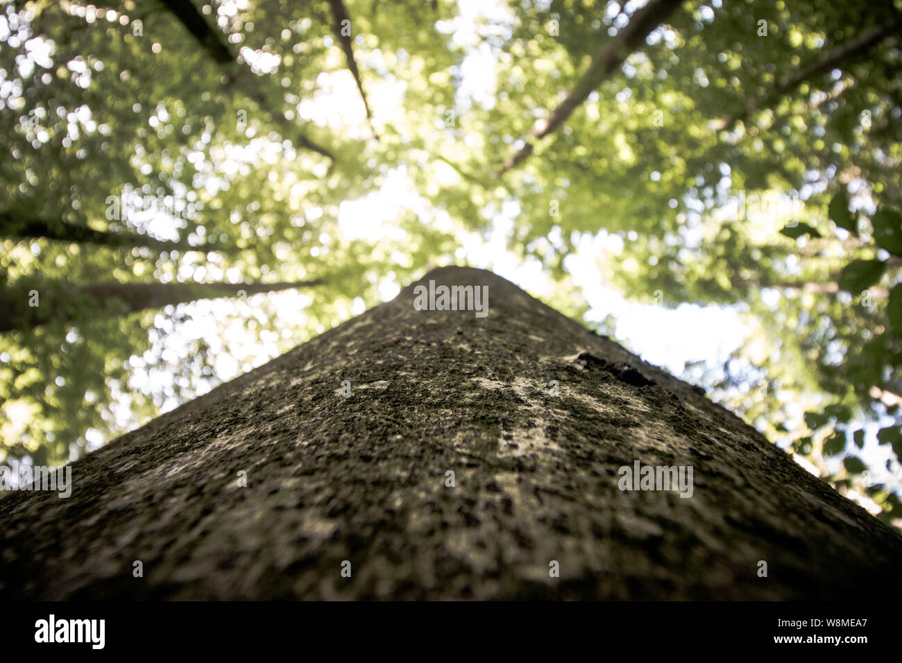 Bottom view of impressive spruce trees in the forest. Spring time Stock ...