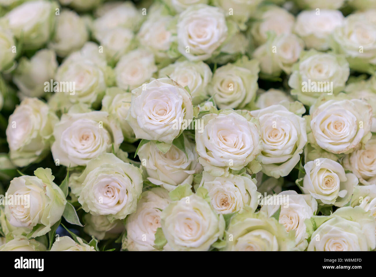 isolated close-up of a huge bouquet of white roses. Many white roses as ...