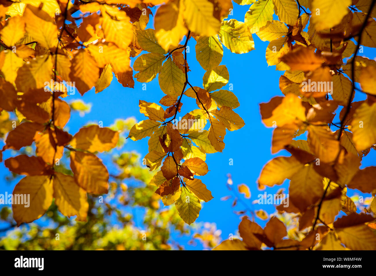Perfect tones hi-res stock photography and images - Alamy