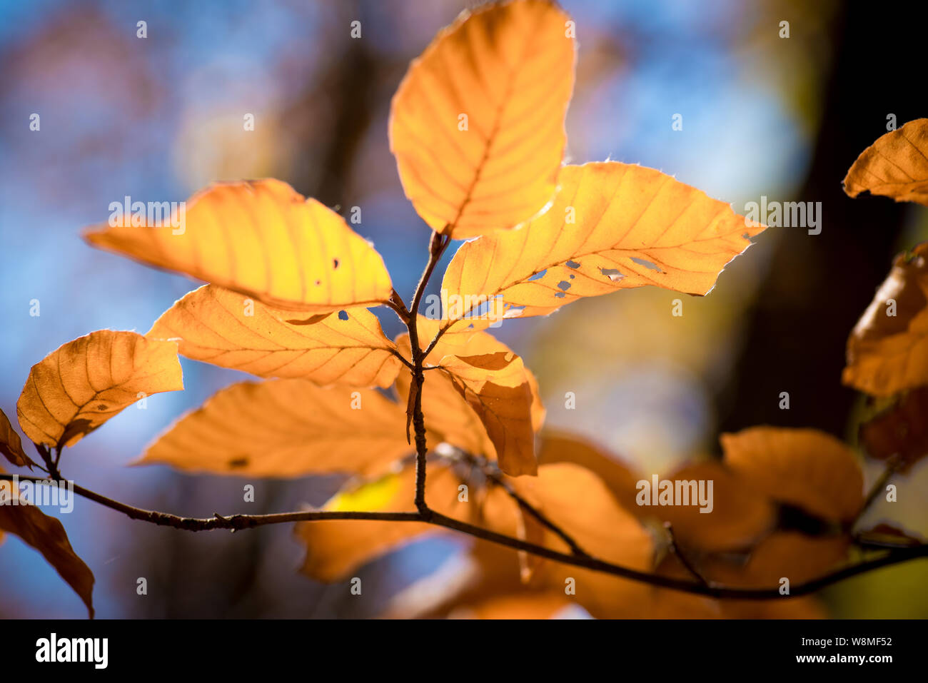 Amazing autumn images - beautiful trees in warm pastel tones, sun ...