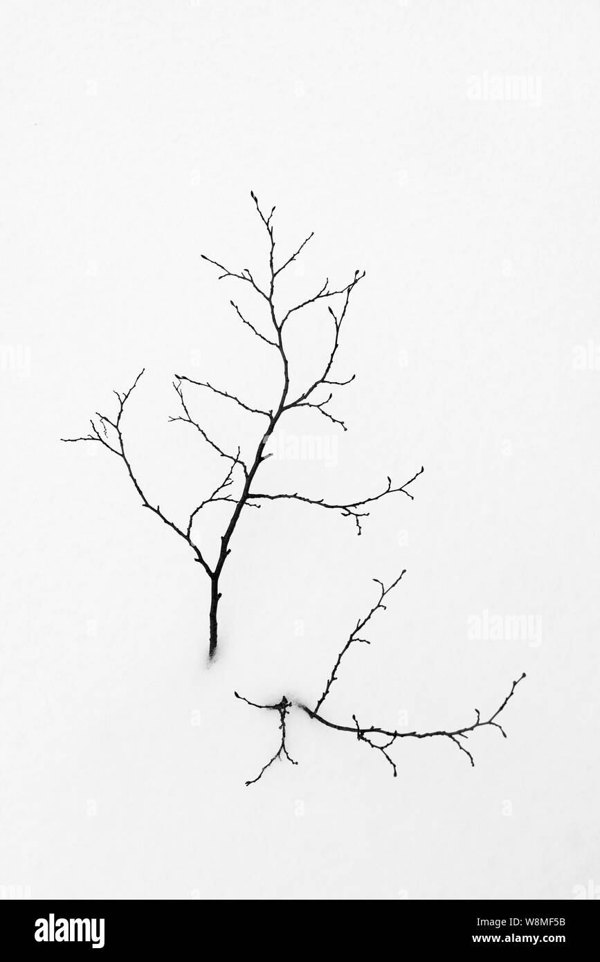 Gentle yellow Black and White Stock Photos & Images - Alamy