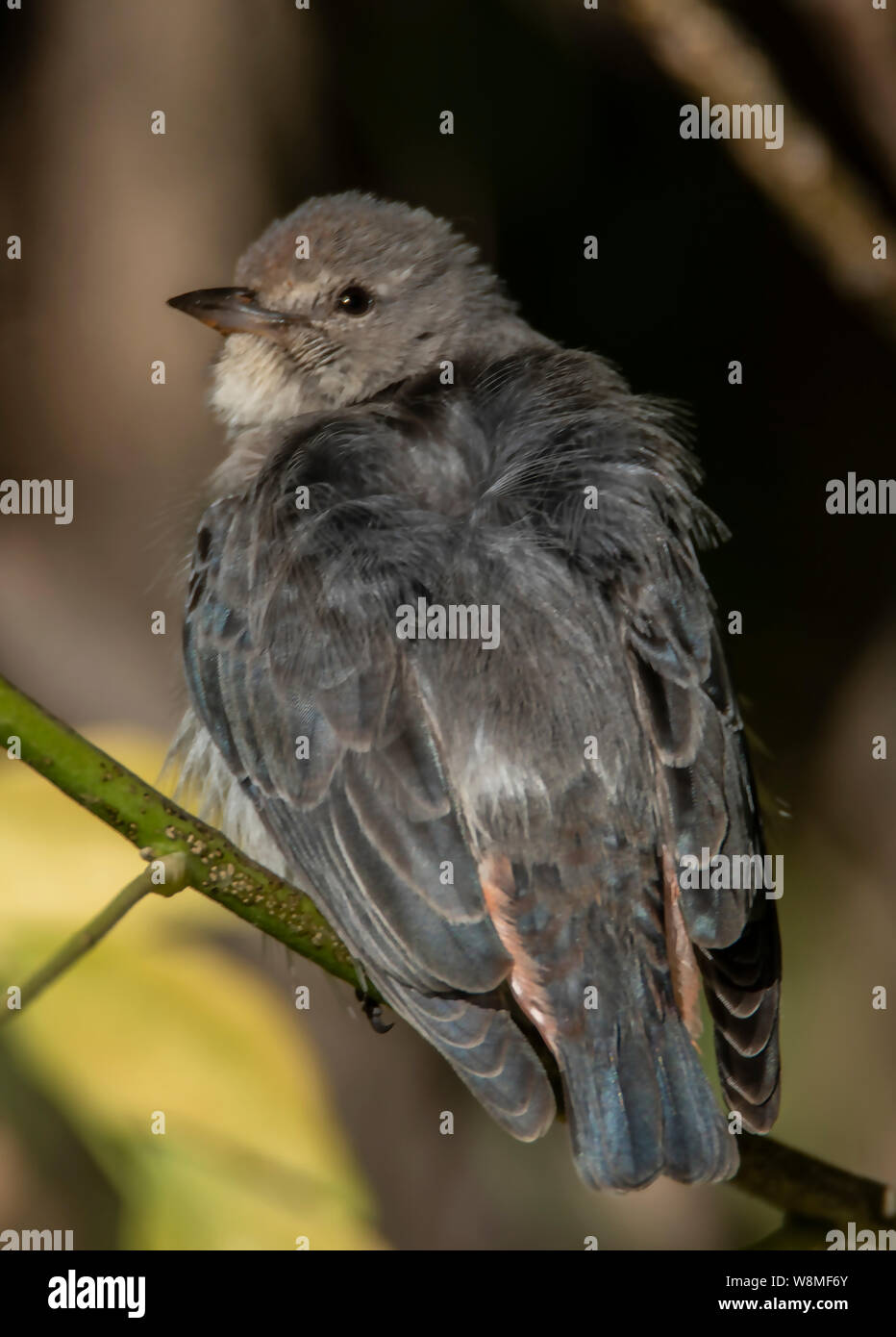 Female birding hi-res stock photography and images - Alamy