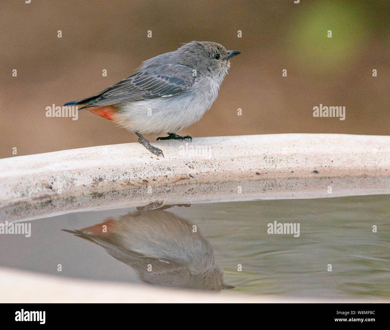 Female mistletoe bird hi-res stock photography and images - Alamy