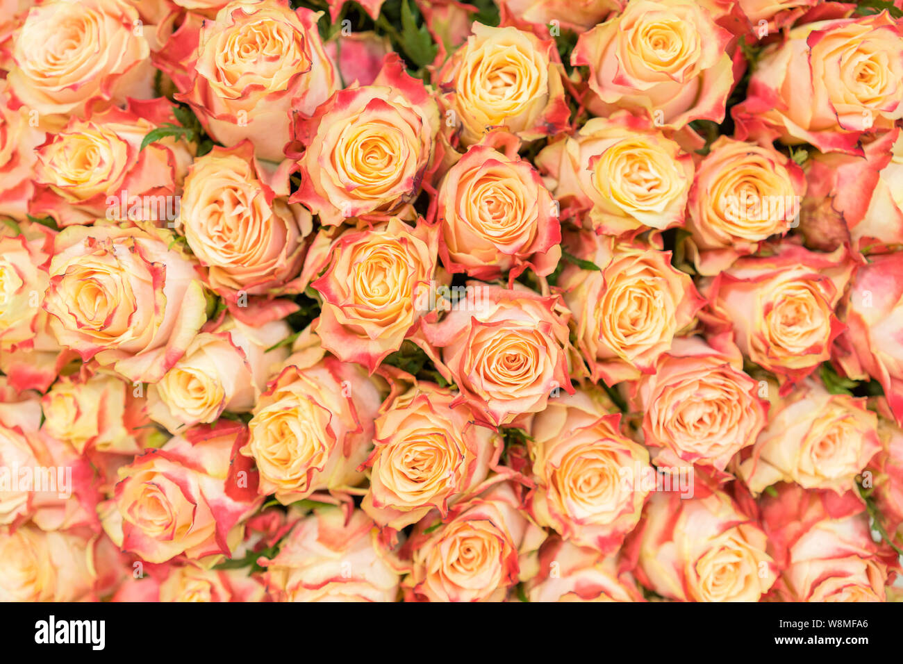 Background of pink orange and peach roses. Natural background of fresh ...
