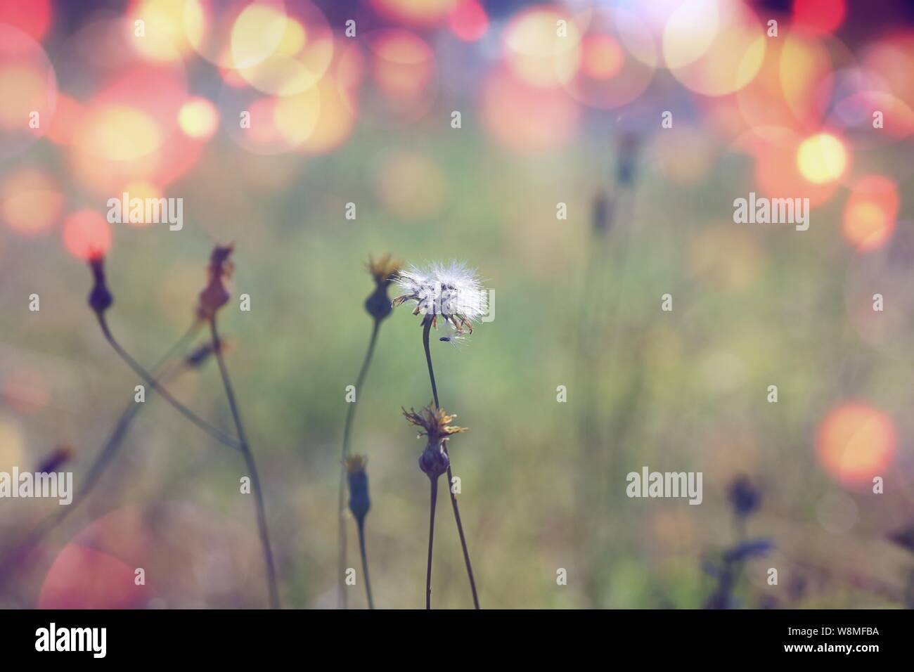 Flower grass Field with romance Warm Light and rim light and relax time ...
