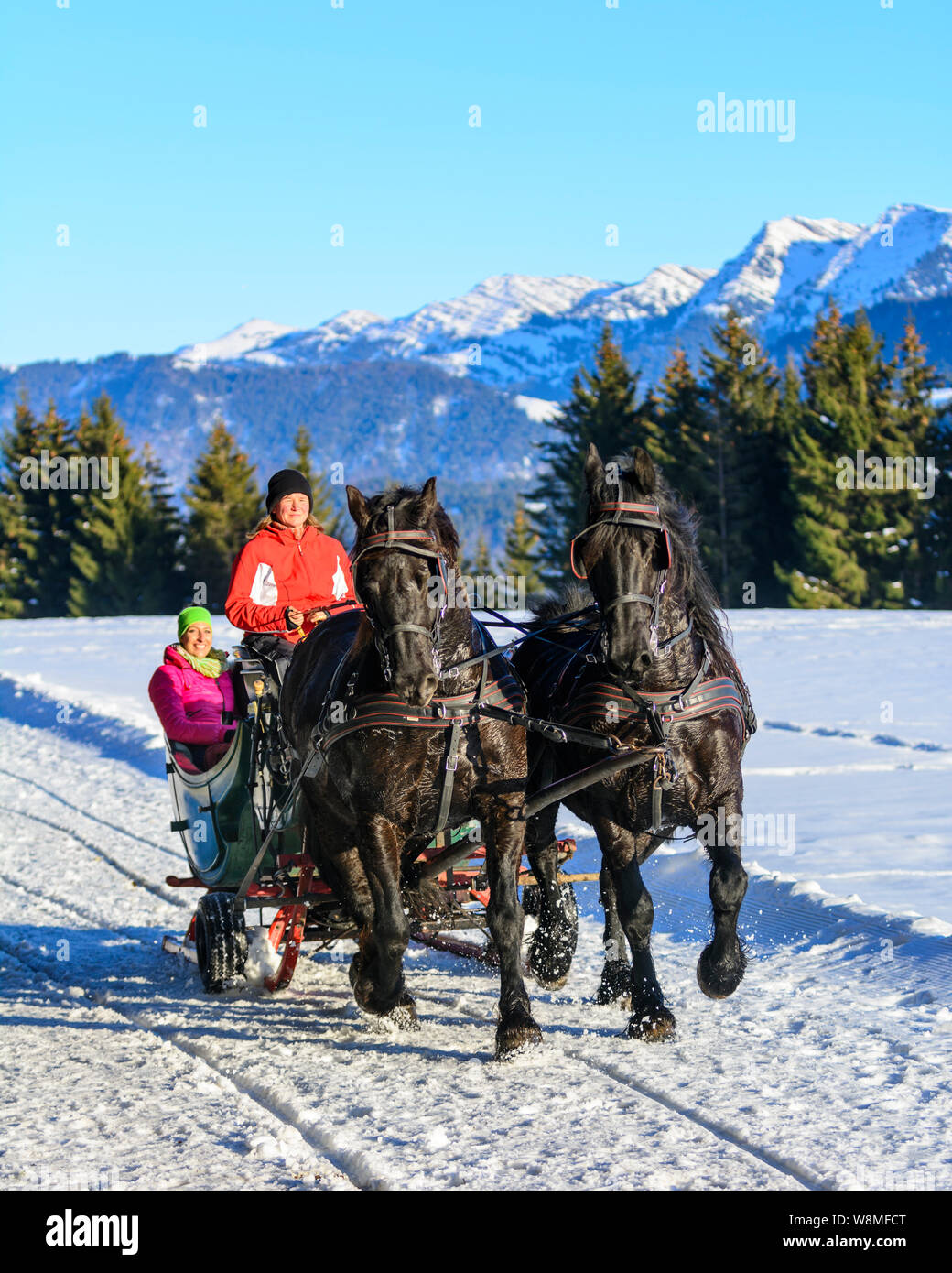 Winter trip with horsescoach in the alpine foothills near Sulzberg in ...