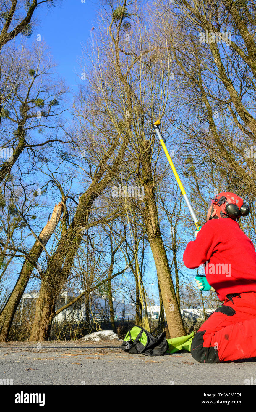 Treeworker doing his arduous and demanding job - preparation for ...
