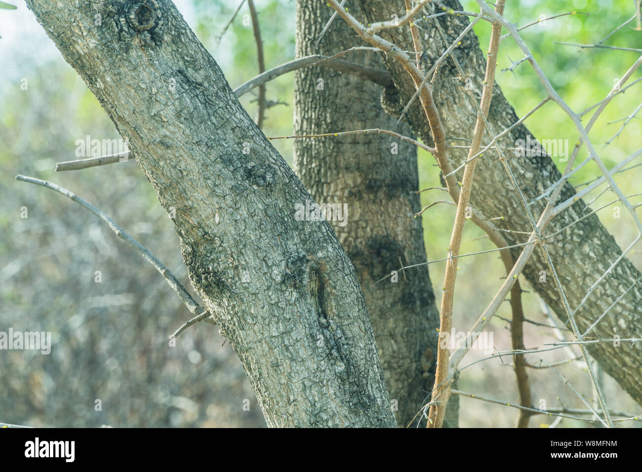 trunk of tamarind tree Stock Photo - Alamy