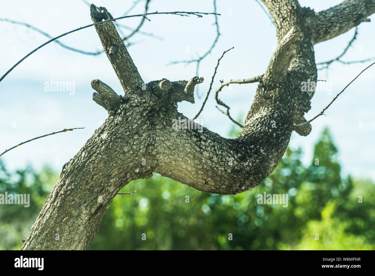 trunk of tamarind tree Stock Photo - Alamy
