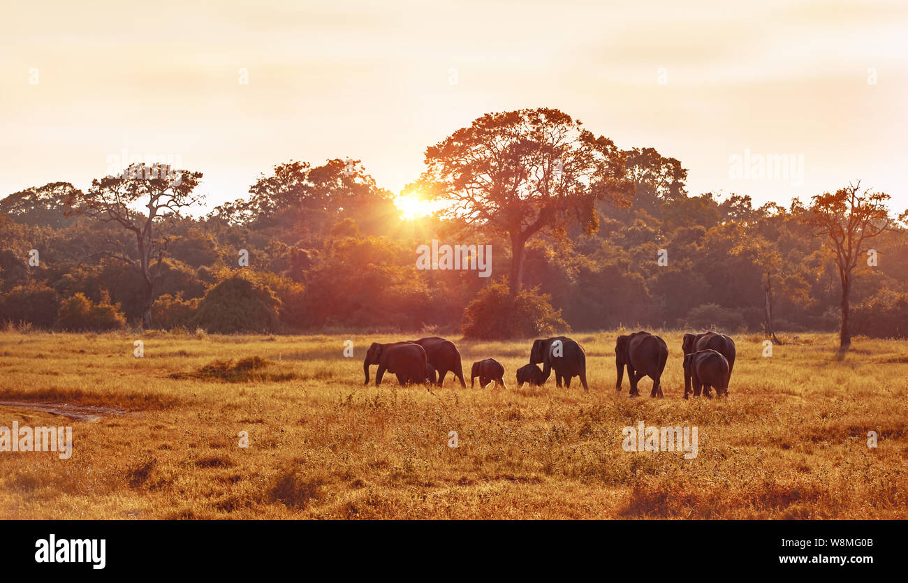 Safari, wild elephant family grazing on great grass field at the ...