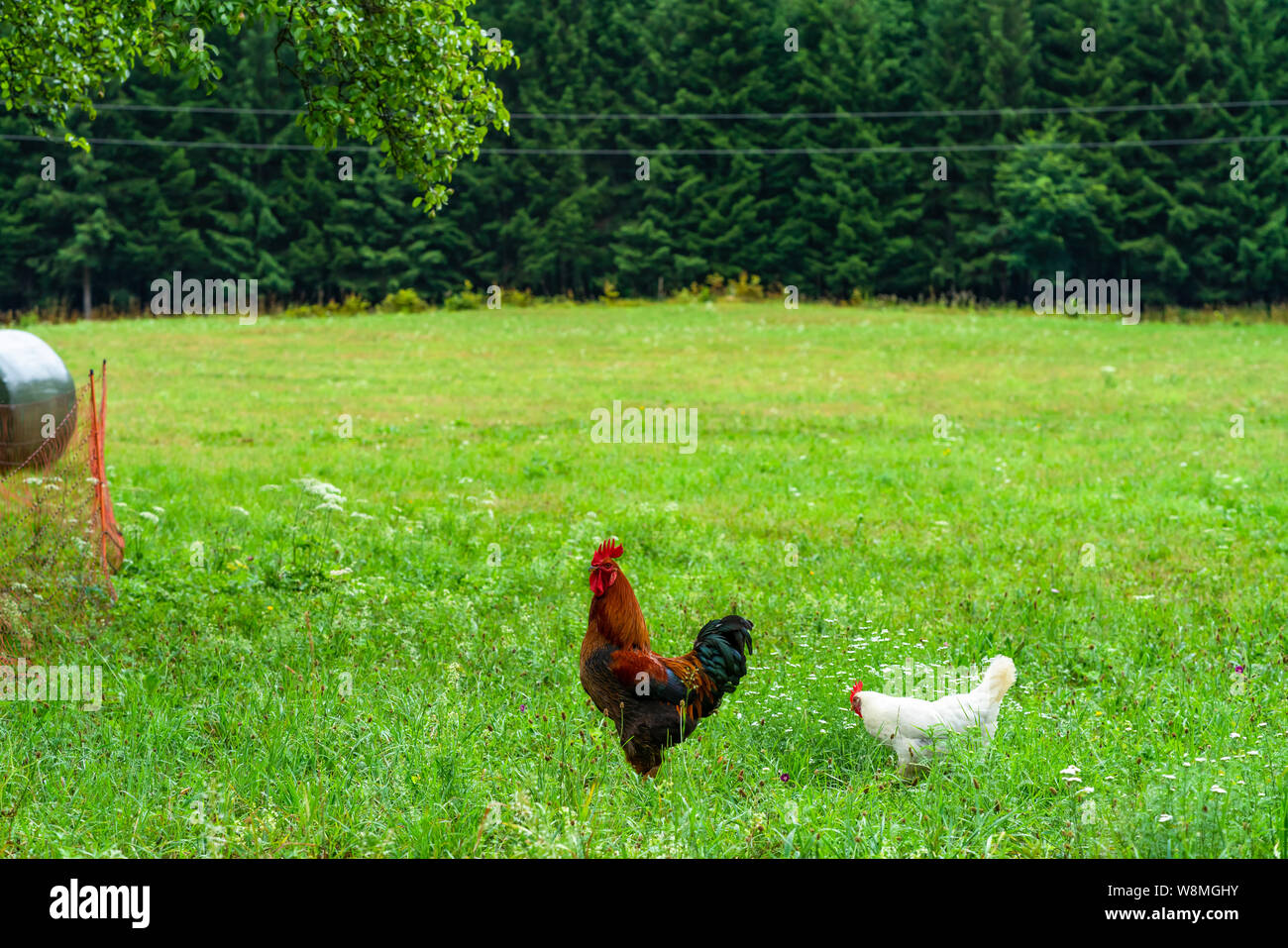 A rooster - an adult male chicken (Gallus gallus domesticus) and a hen ...