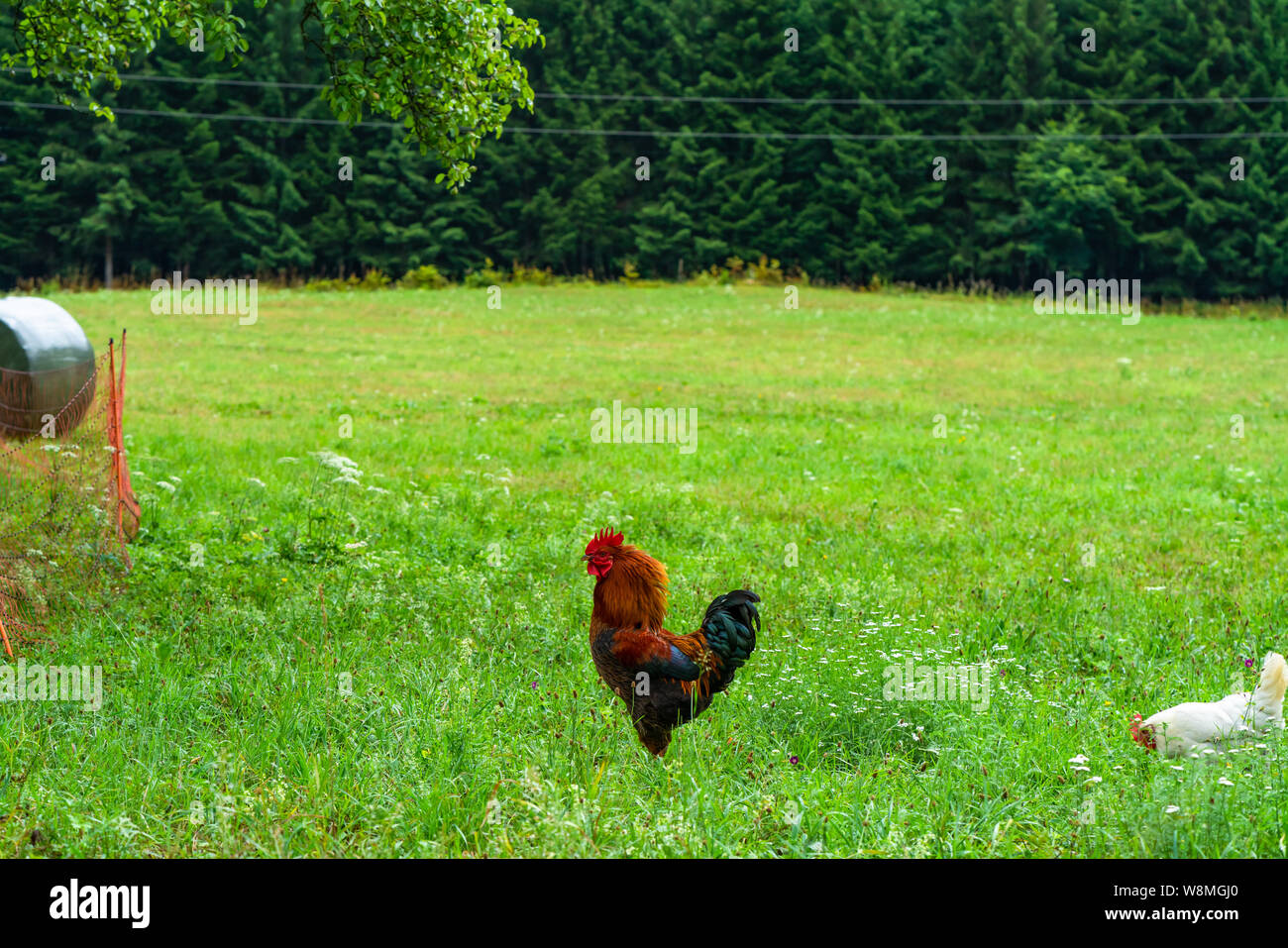A rooster - an adult male chicken (Gallus gallus domesticus) on a ...