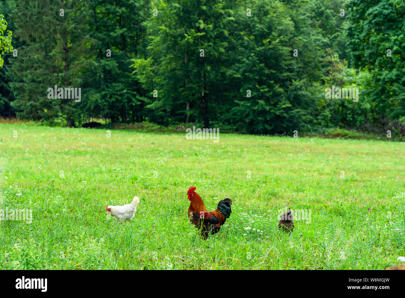 Adult male chicken hi-res stock photography and images - Alamy