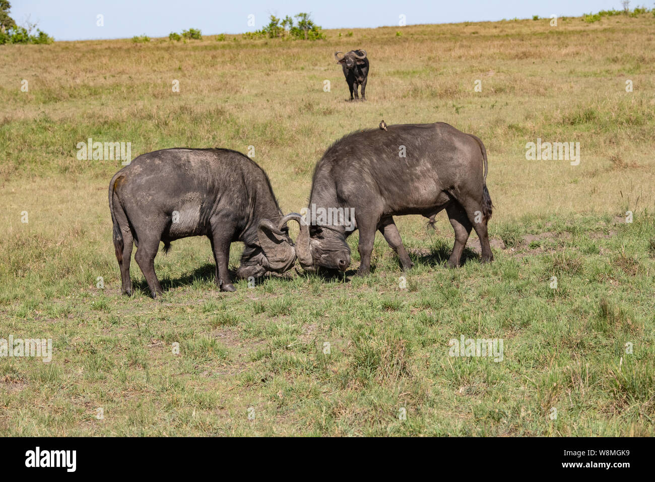 Two africa buffalo fighting hi-res stock photography and images - Alamy