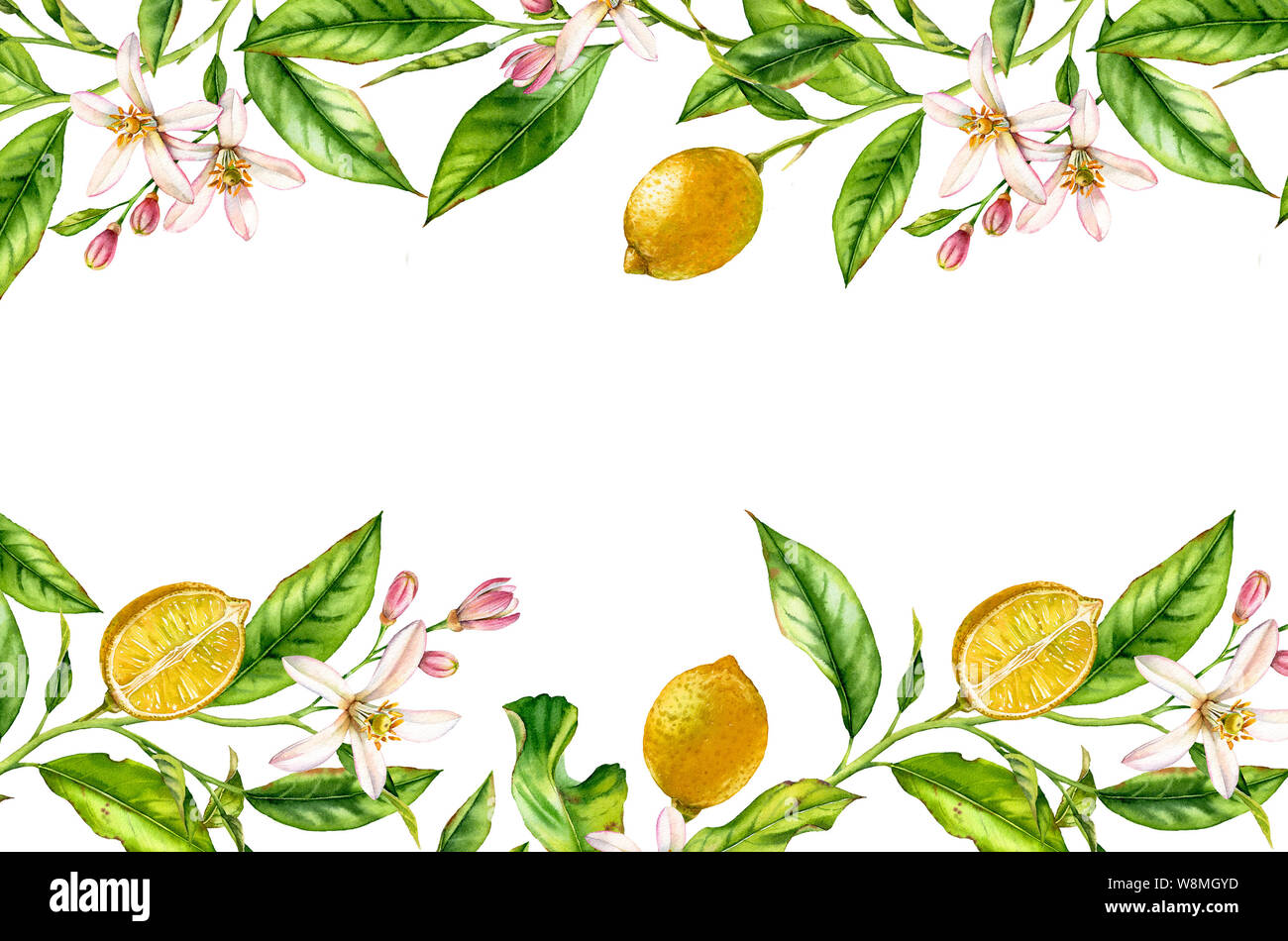 Horizontal frame Lemon fruit branch with flowers realistic botanical ...