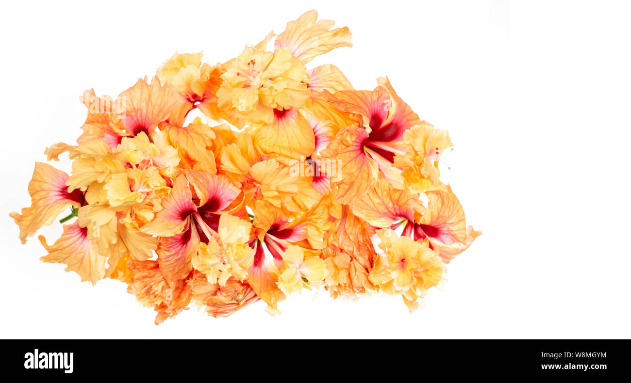 Close up Hibiscus Flower in soft focus. Coral orange Hibiscus Flower ...