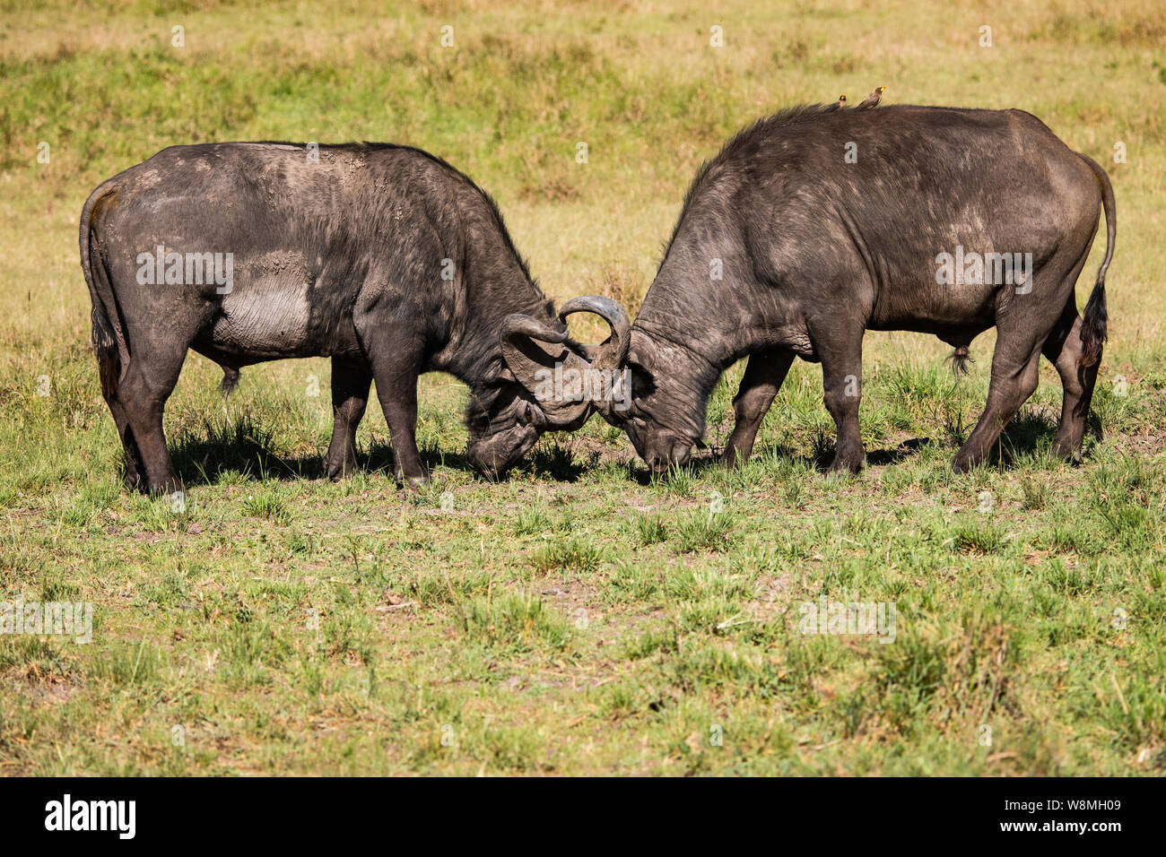 Angry African Buffalo High Resolution Stock Photography and Images - Alamy