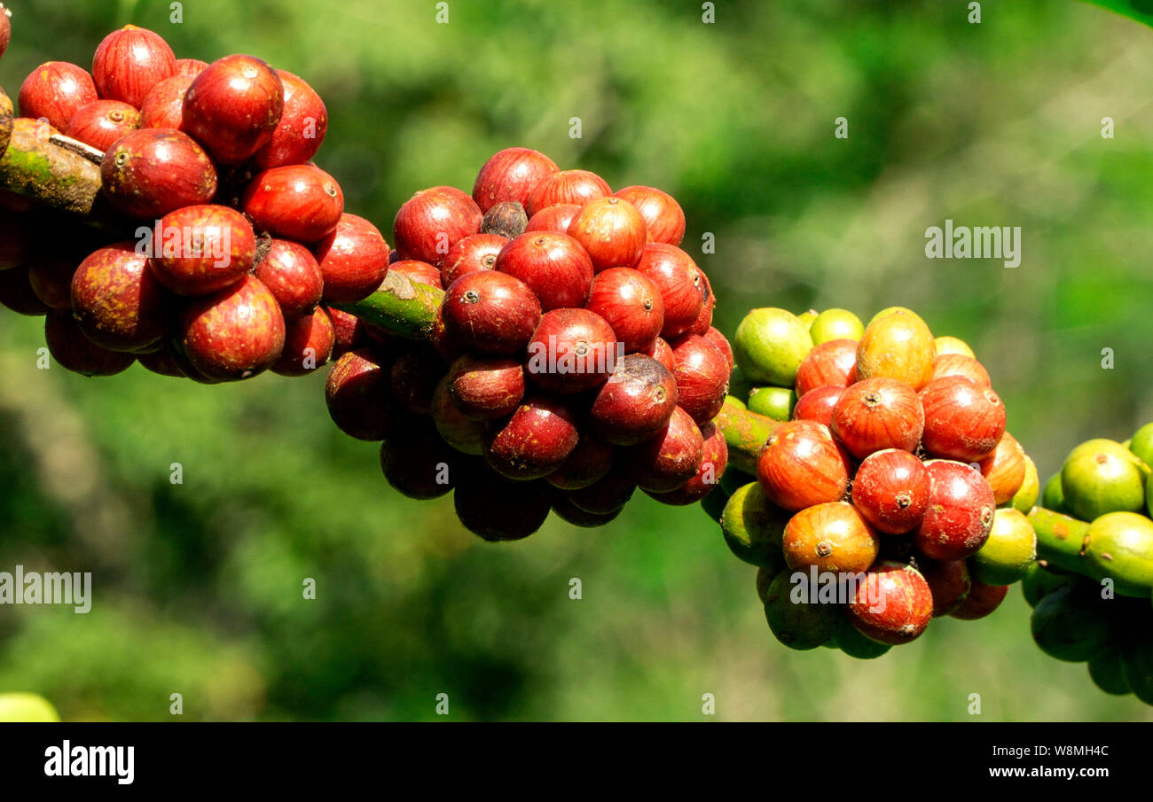 Fresh ripe red coffee beans on branch of a coffee tree in a farm ready ...