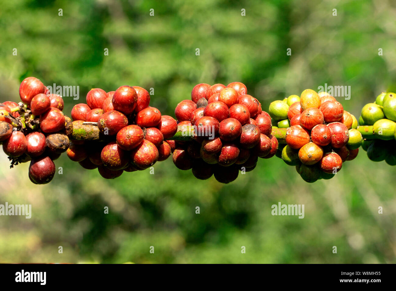 Fresh ripe red coffee beans on branch of a coffee tree in a farm ready ...
