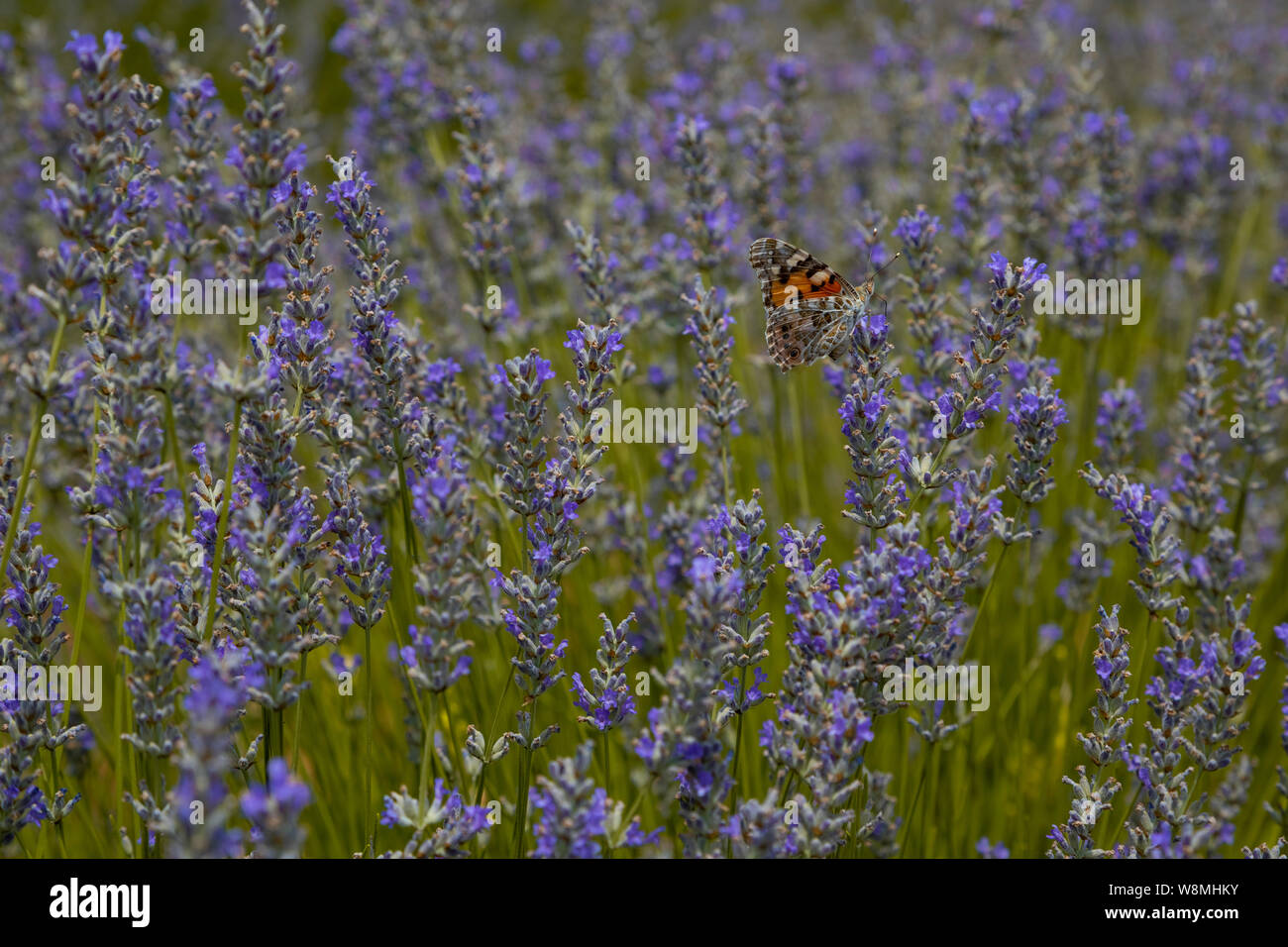 Butterfly in a lavender field in a beautiful day Stock Photo - Alamy
