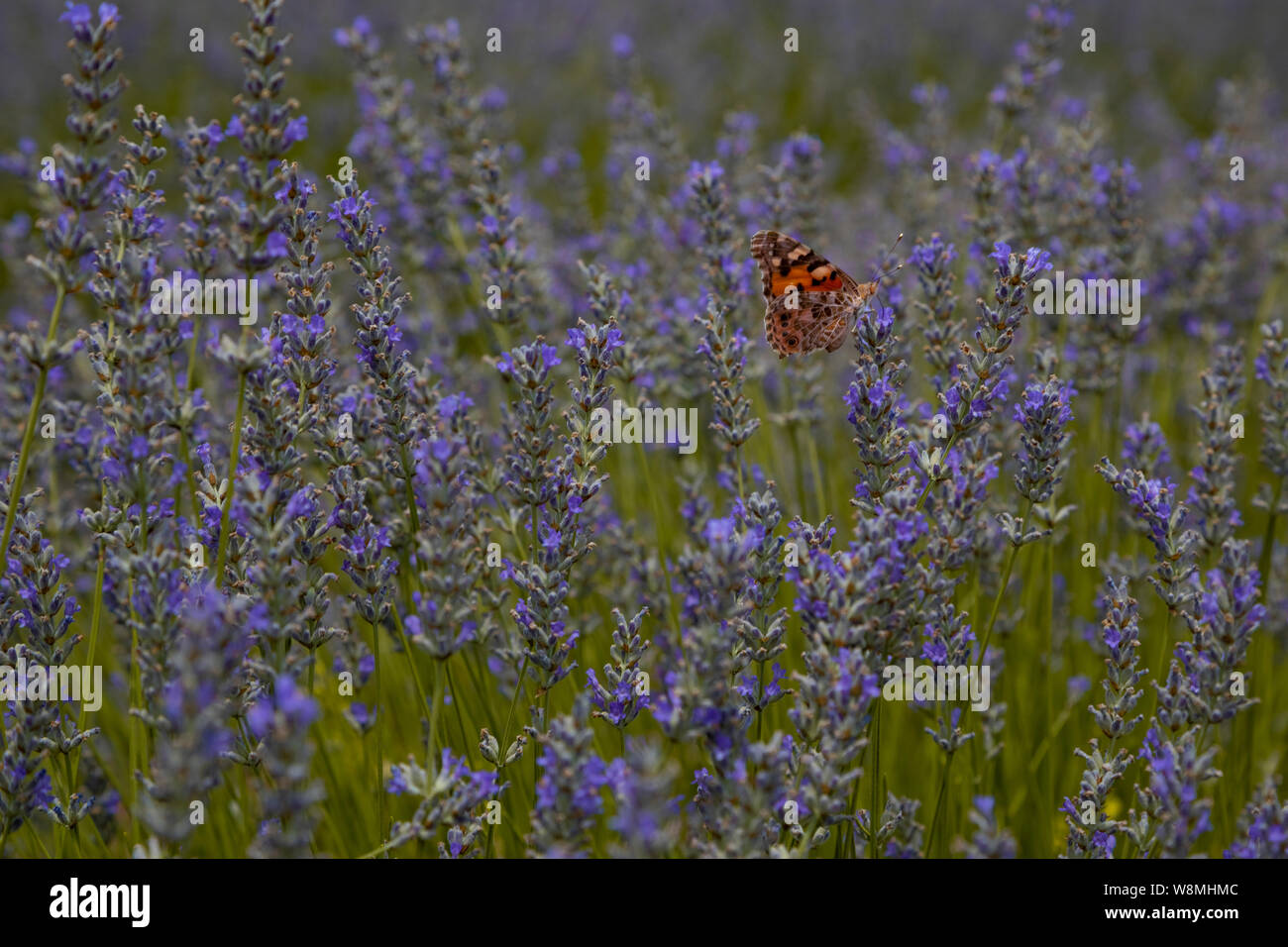 Butterfly in a lavender field in a beautiful day Stock Photo - Alamy