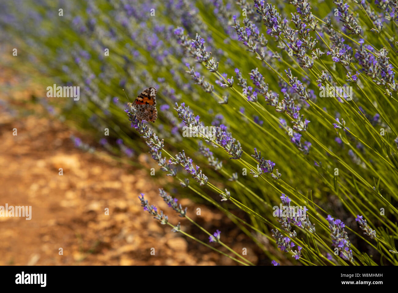 Butterfly in a lavender field in a beautiful day Stock Photo - Alamy