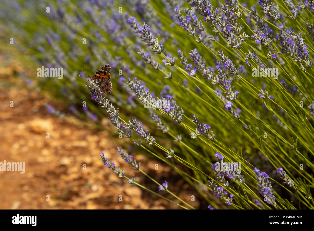 Butterfly in a lavender field in a beautiful day Stock Photo - Alamy