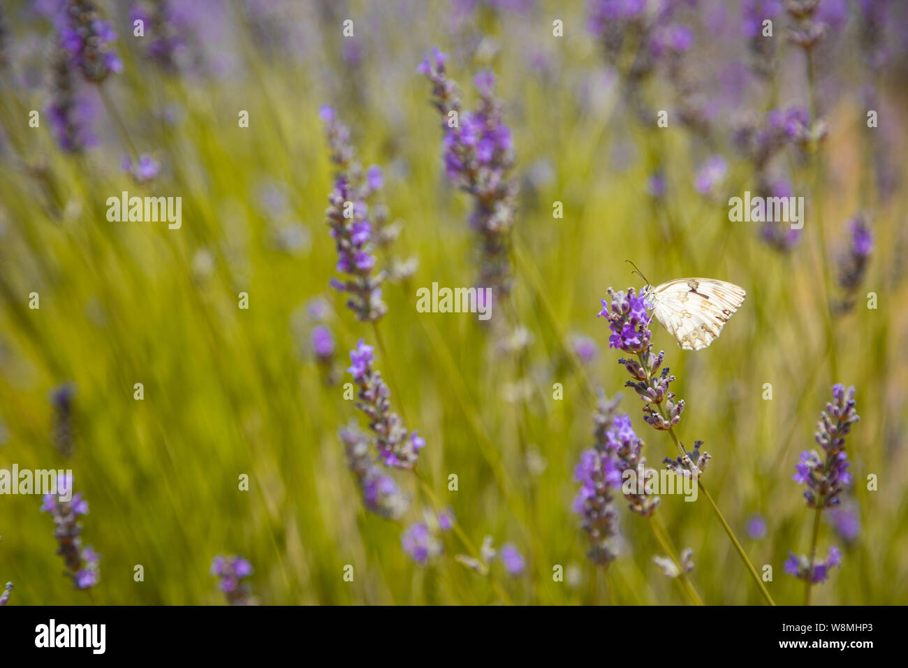 Butterfly in a lavender field in a beautiful day Stock Photo - Alamy