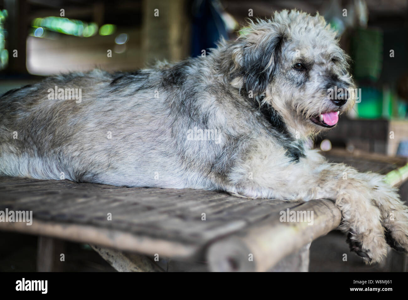 relaxing dog lying on a wood table Stock Photo - Alamy
