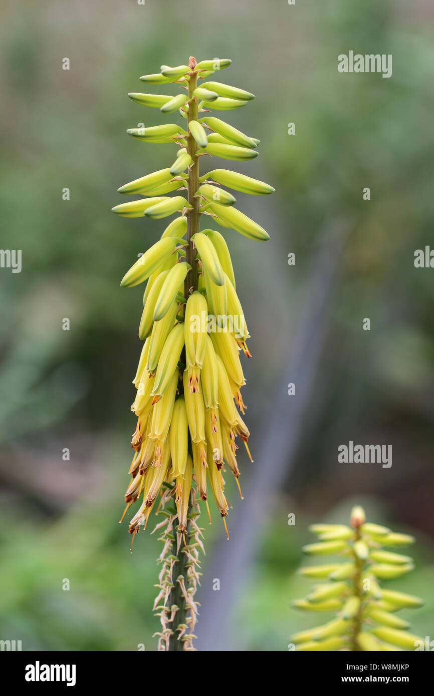 Close up of an aloe officinalis flower in bloom Stock Photo - Alamy