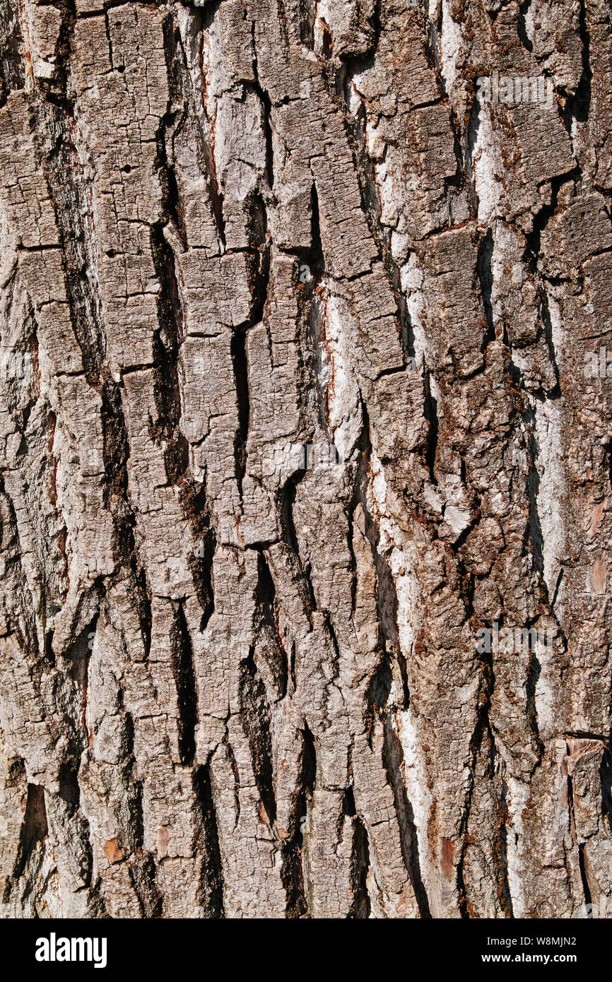 Black poplar tree hi-res stock photography and images - Alamy