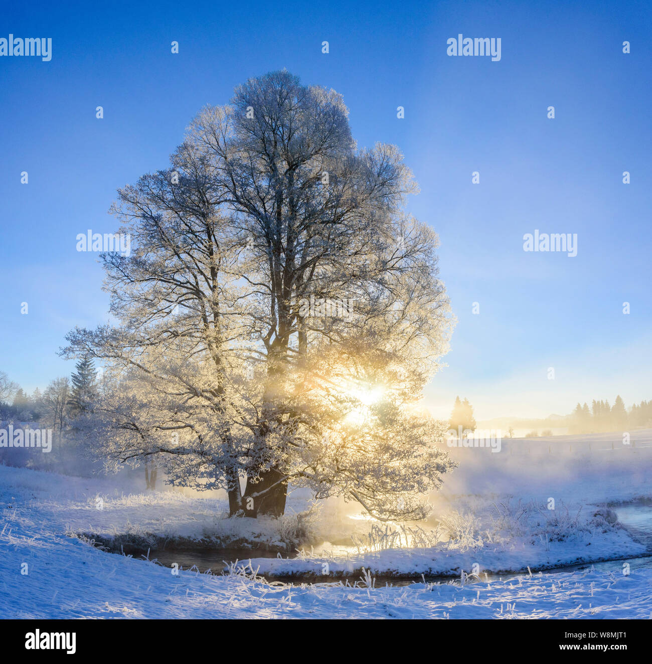 Cold morning at a november winter day in southern bavaria Stock Photo ...