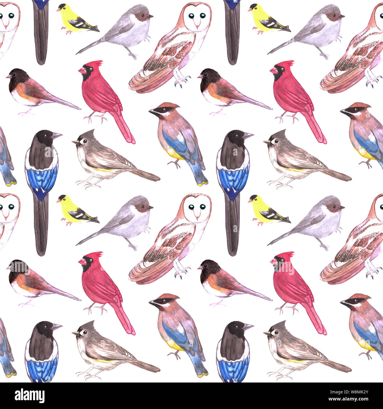 Wild birds watercolor seamless background- Birds of America Stock Photo ...
