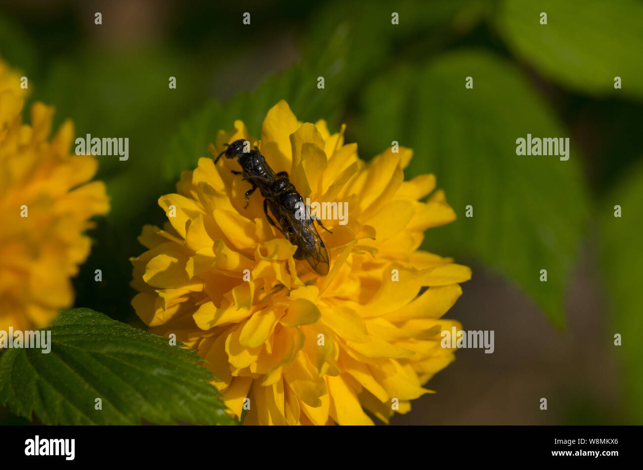 bugs on yellow flower blossom, Kerria Stock Photo - Alamy