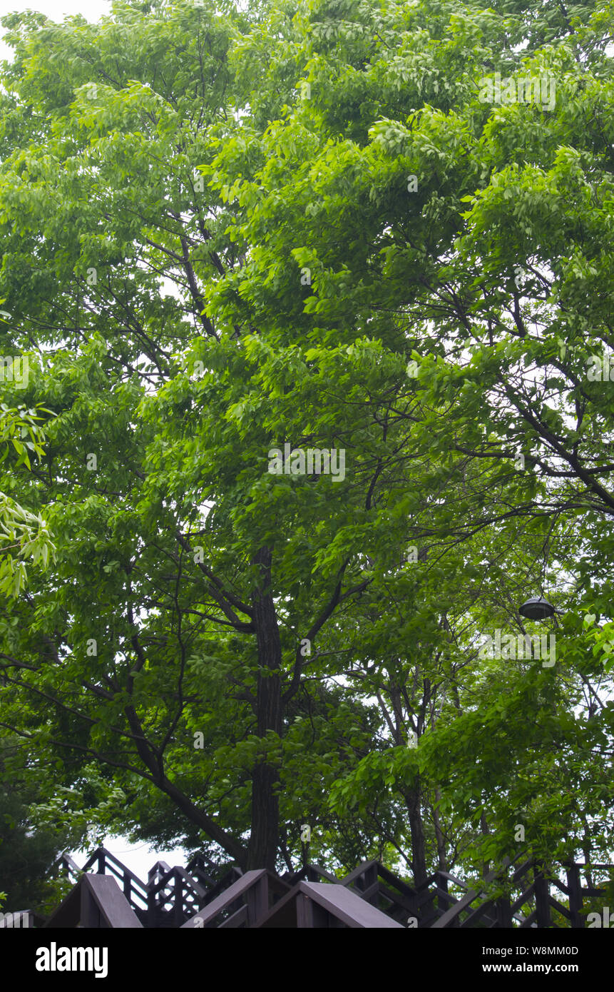 leaves waving on windy day Stock Photo - Alamy