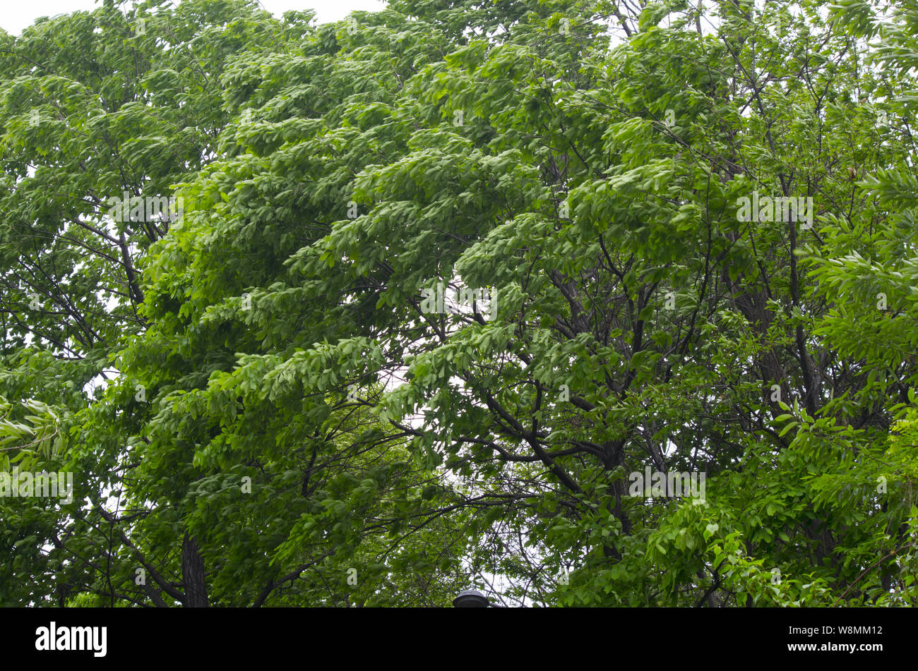 Leaves waving hi-res stock photography and images - Alamy