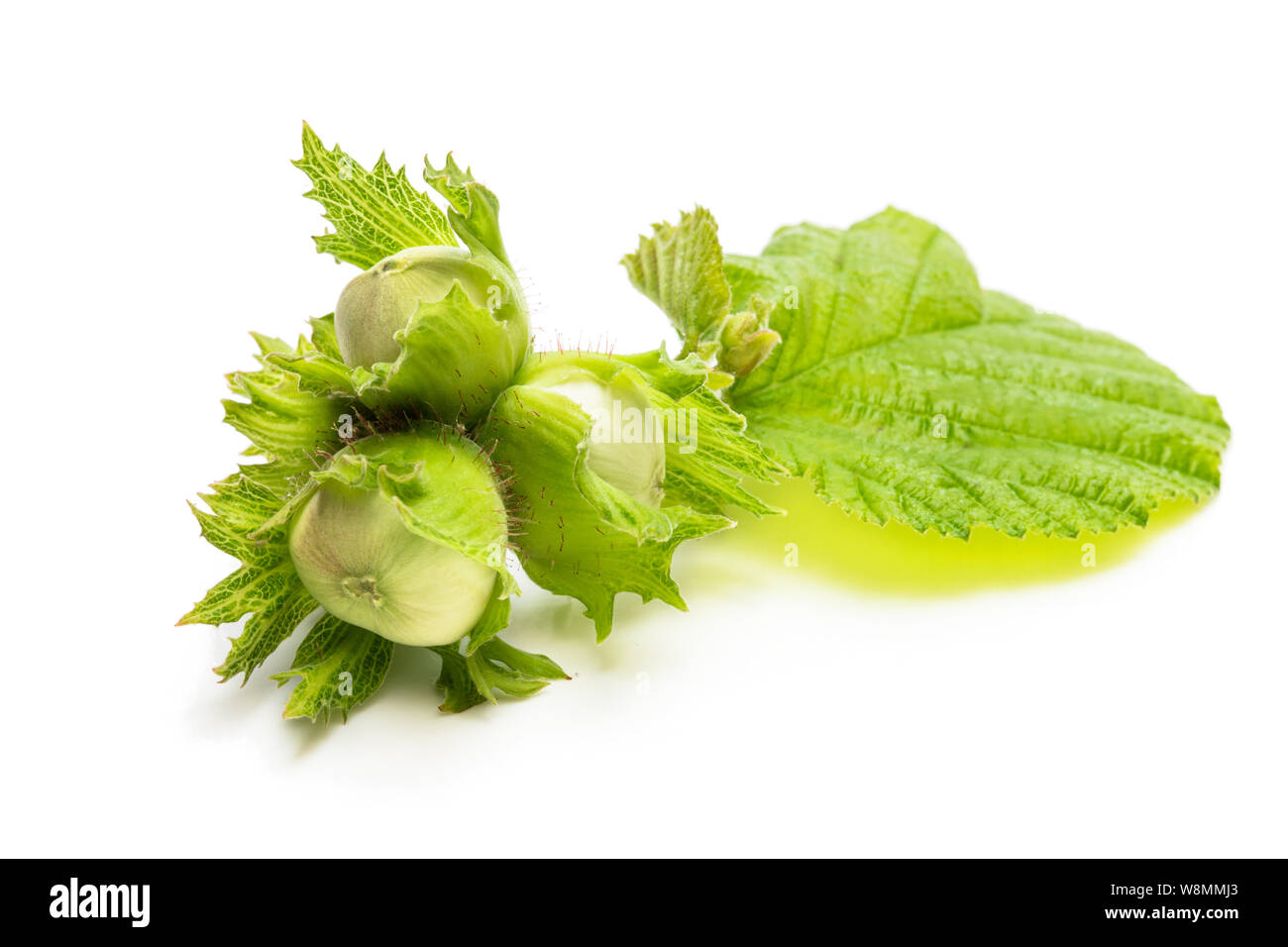 Green unripe hazelnuts isolated on white background Stock Photo - Alamy